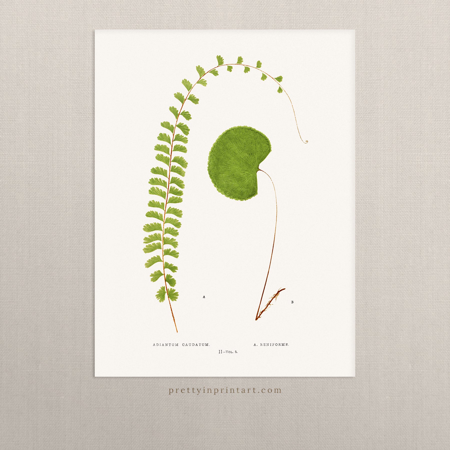 Fern, Botanical Art 00589 | Unframed