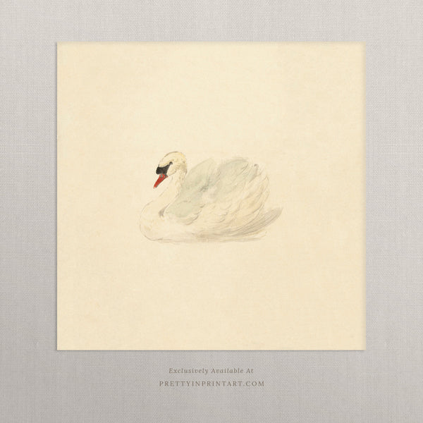 Swan Prints