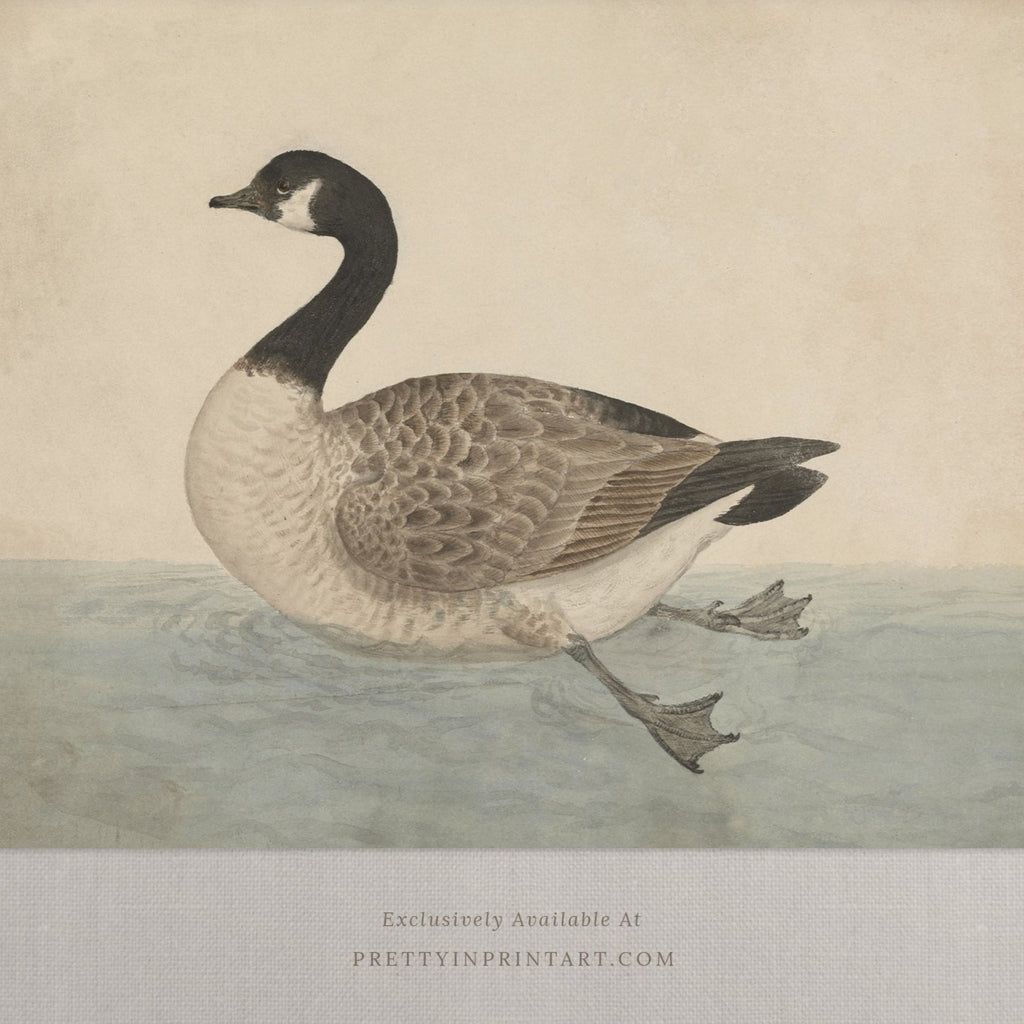 Vintage Canada Goose Art 00543 | Unframed – Pretty in Print Art Ltd