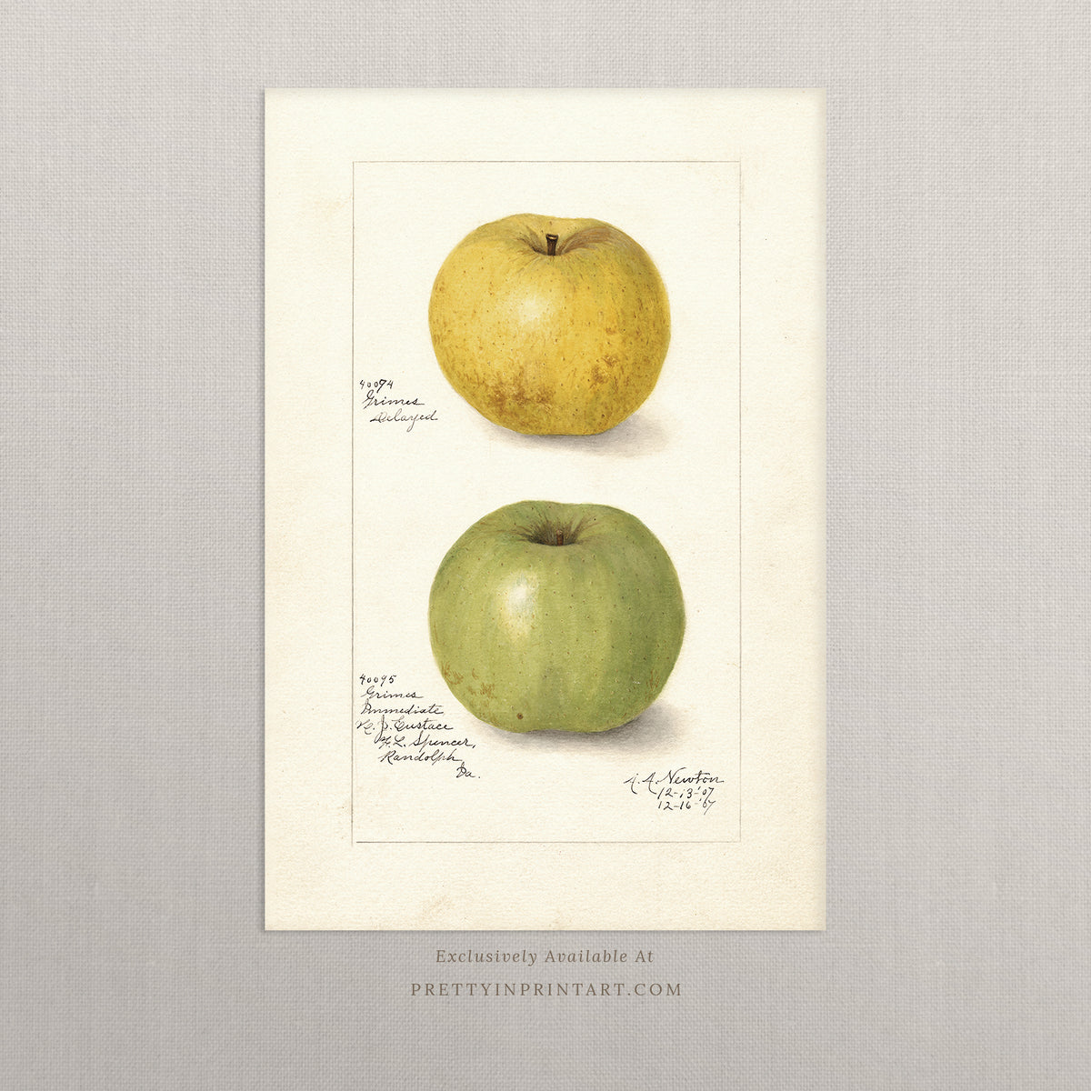 Vintage Apples Art Print Unframed – Antique Botanical Watercolour Fruit ...