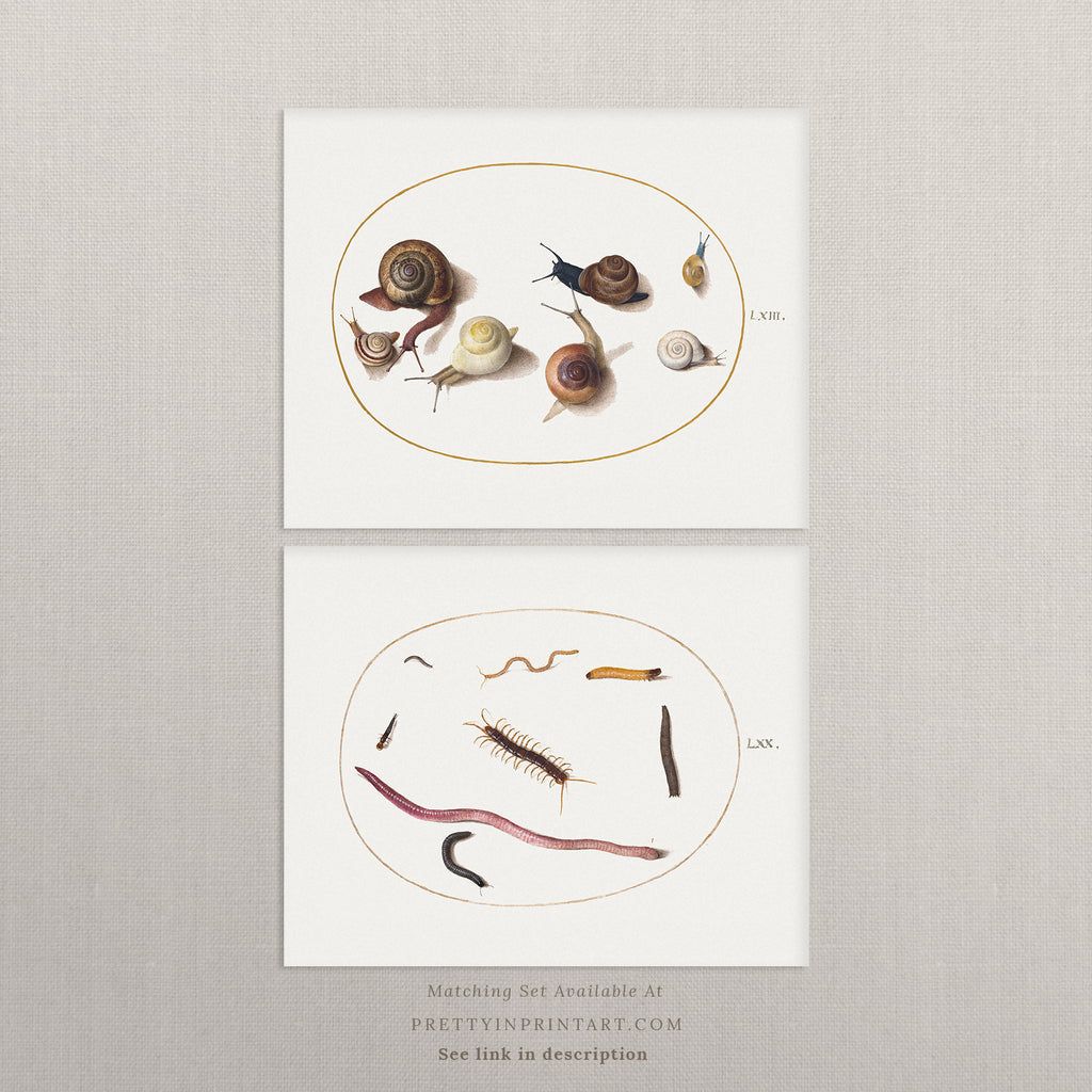 Snails Vintage Art 007 | Unframed – Pretty in Print Art Ltd