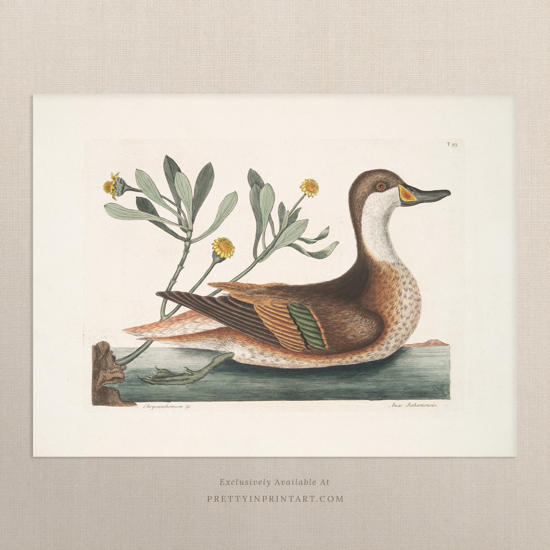 Antique Duck Illustration Print | Vintage Natural History Wall Art