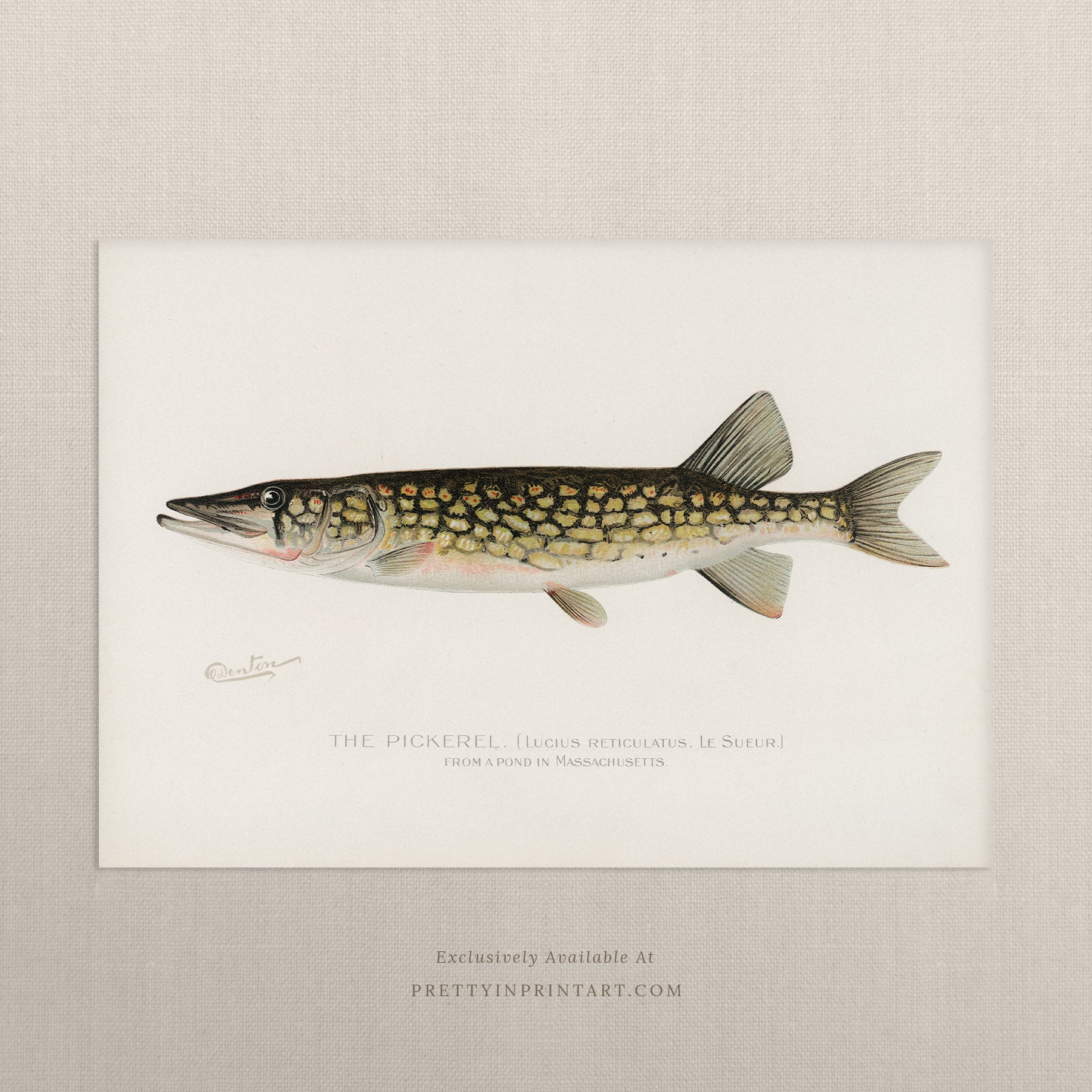 Pickerel, Antique Fish Art | Unframed
