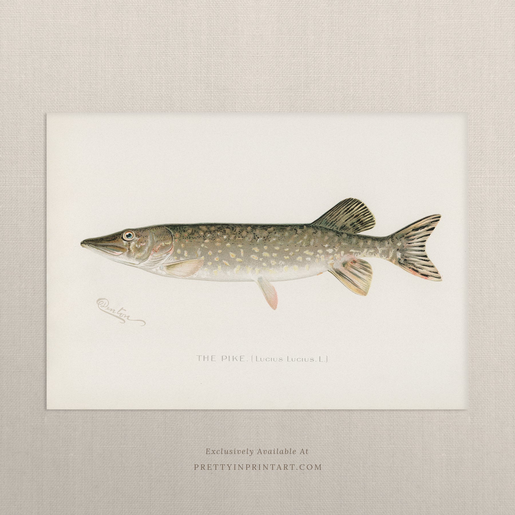 The Pike, Antique Fish Art | Unframed Print