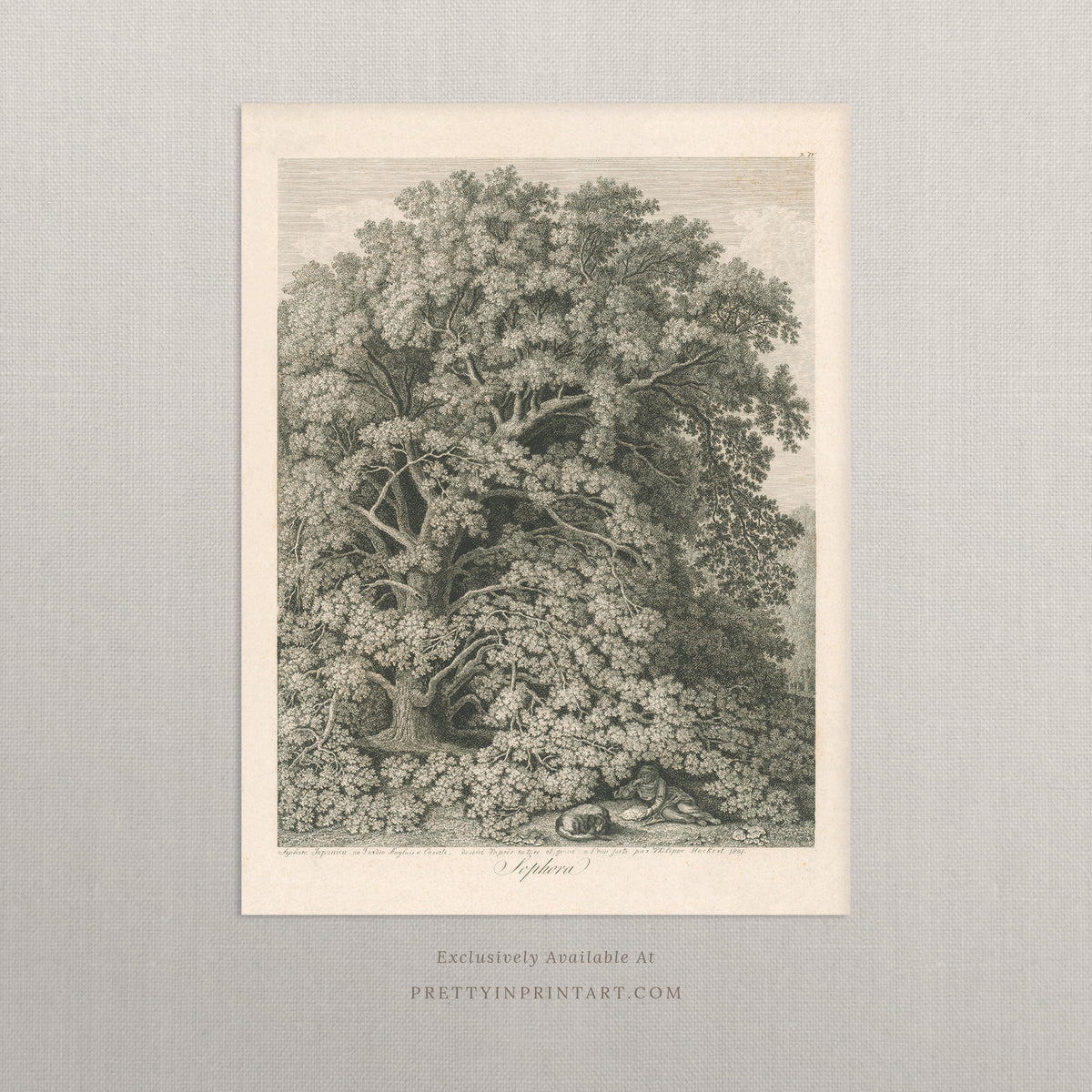 Vintage Tree Etching Art 00514 | Unframed