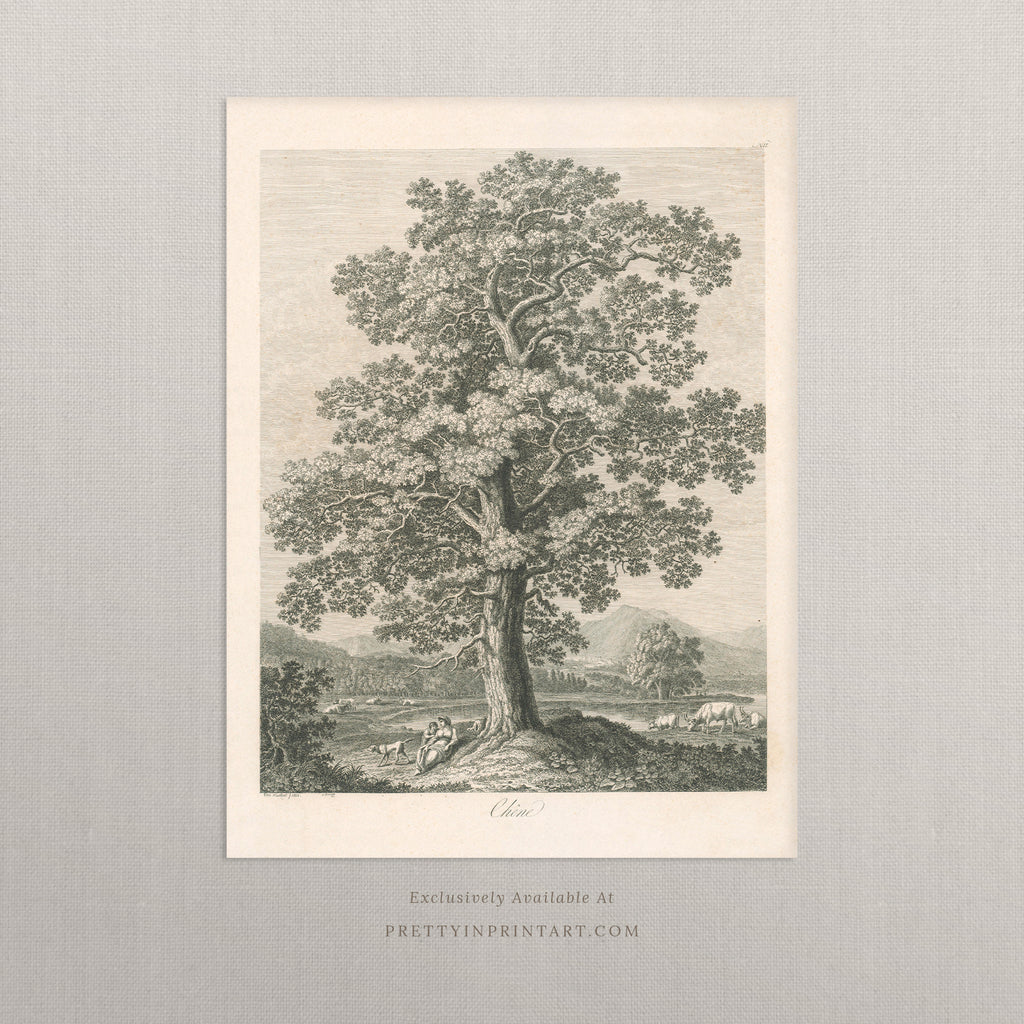 Vintage Tree Etching Art 00515 | Unframed – Pretty in Print Art Ltd