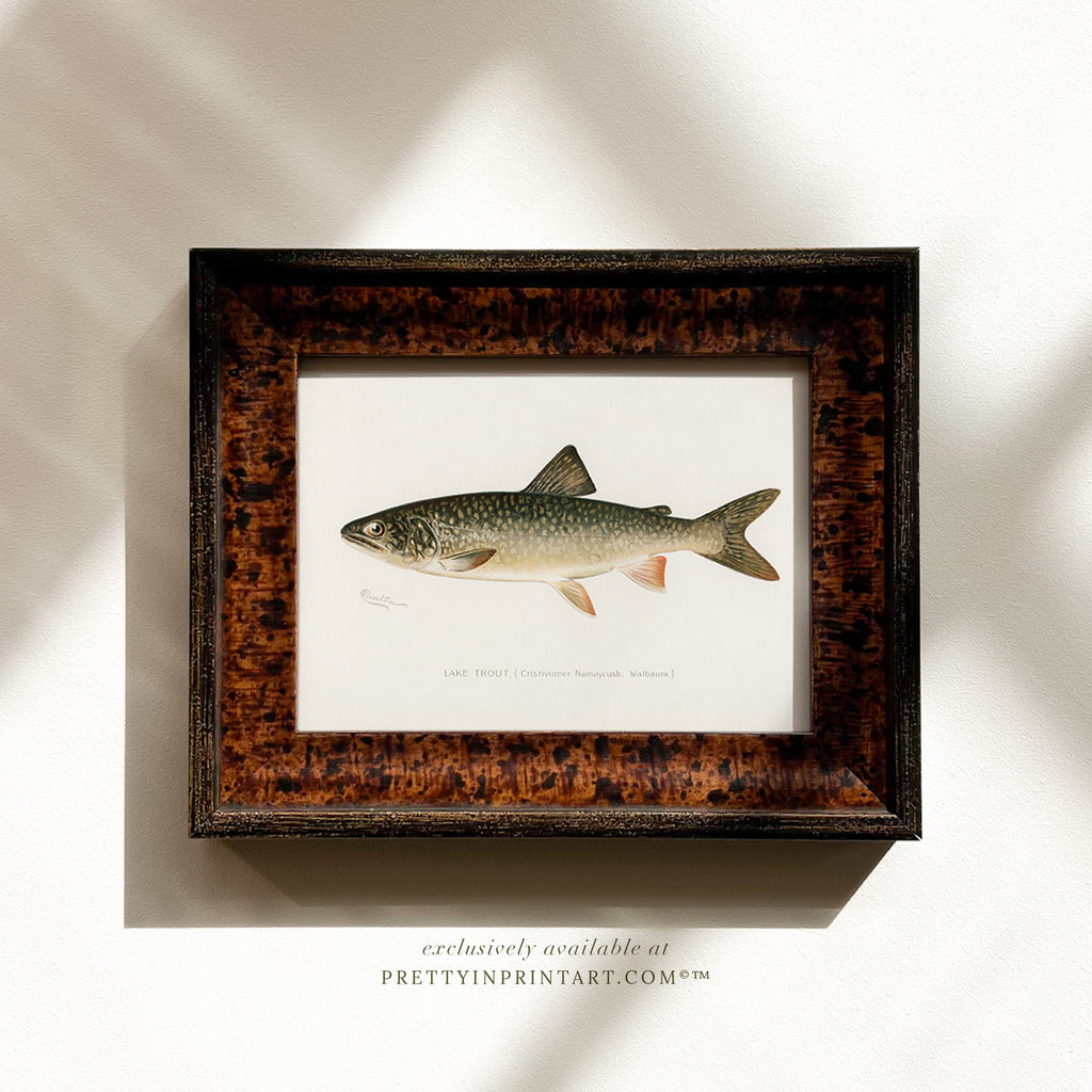 Lake Trout Antique Fish Art (007138 + BRN-TOR-3994) – Pretty in Print ...