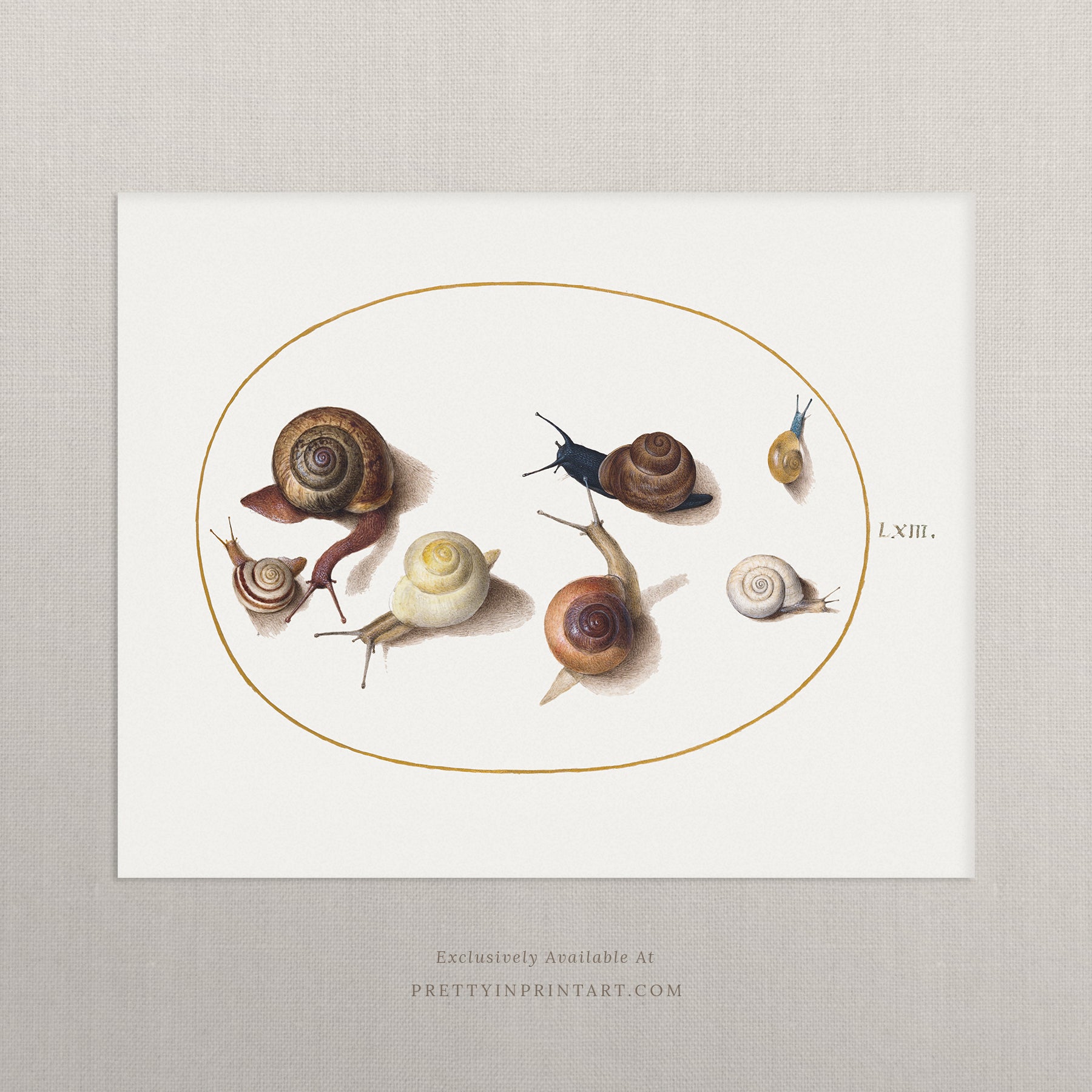Snails Vintage Art 007 | Unframed