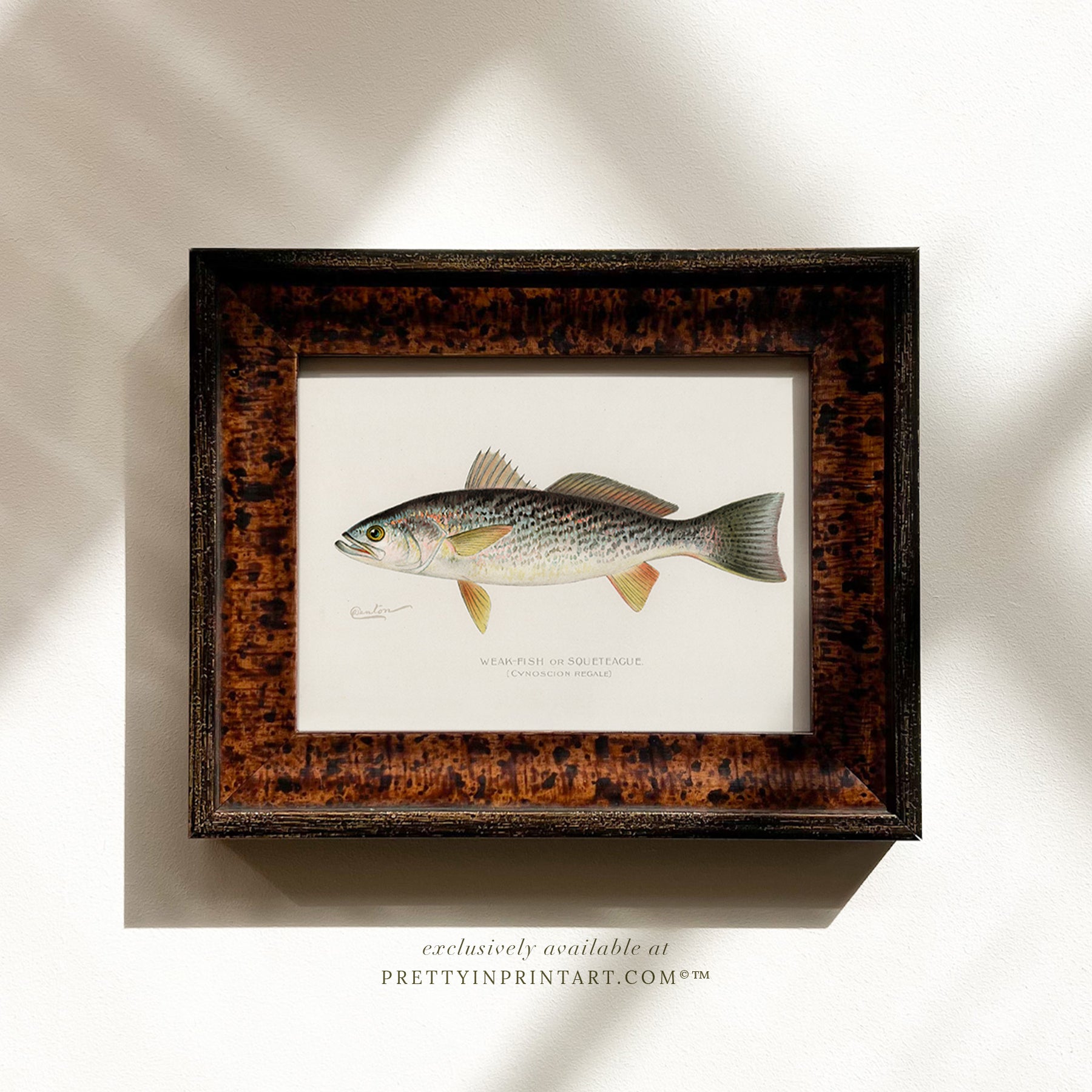Weak Fish Antique Fish Art (007126 + BRN-TOR-3994)