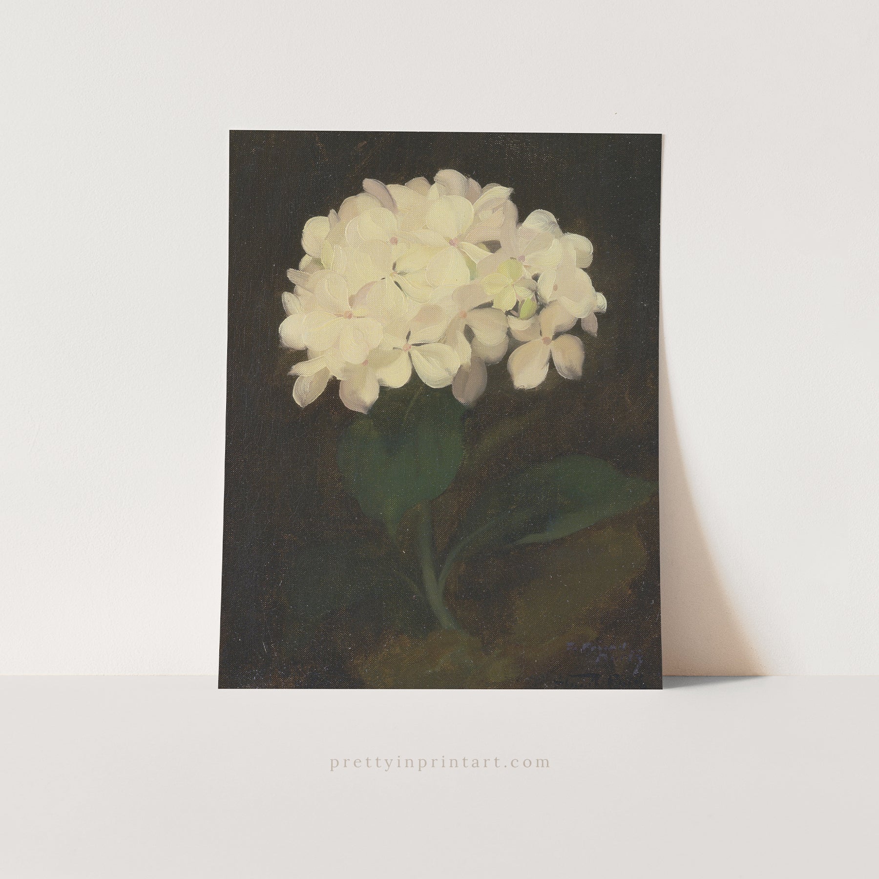 White Hydrangea Flower, 00847 | Unframed